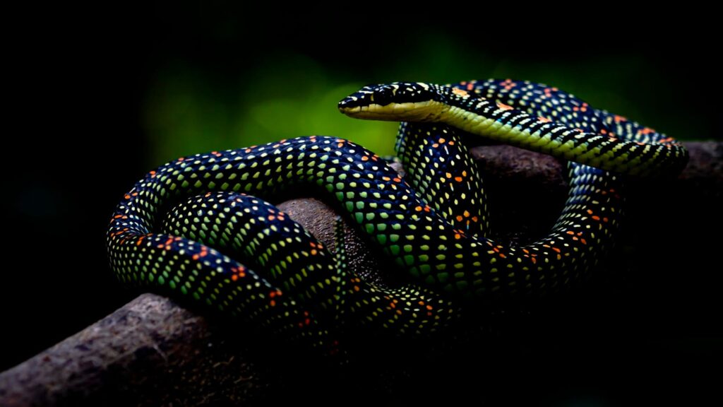 Esta serpiente "voladora" puede saltar de los árboles y planear ...